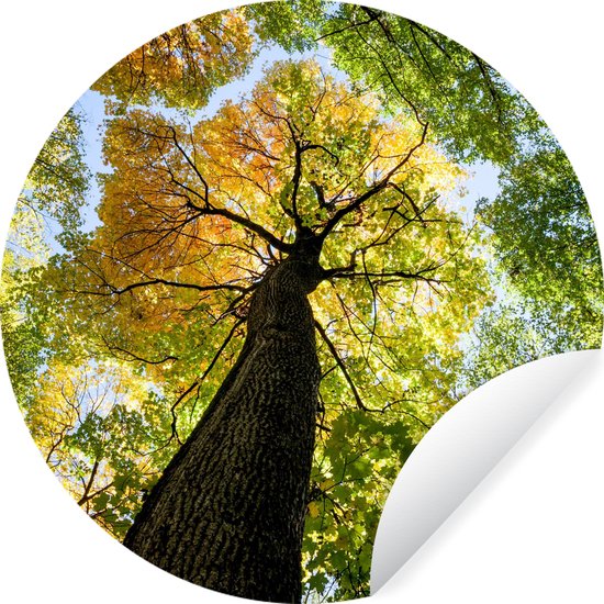 WallCircle - Muurstickers - Behangcirkel - Boom - Natuur - Bos - 140x140 cm -... | bol