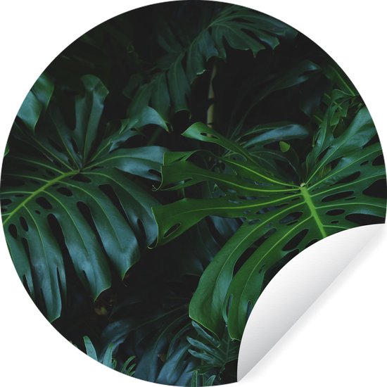 WallCircle - Muurstickers - Behangcirkel - Monstera - Bladeren - Tropisch - Jungle -... | bol