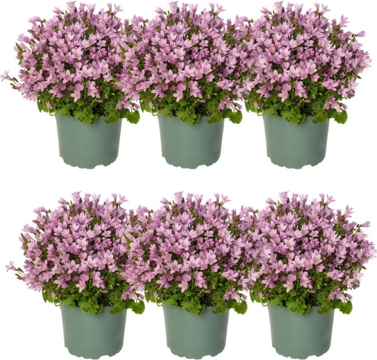 6 x Campanula 'Ambella Pink' - Campanula portenschlagiana Pink- Ø12 cm ...