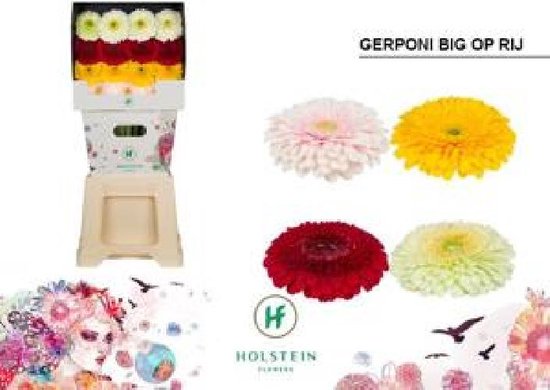 DutchFlowers - Boeket - 15x Gerbera gerponi mix op rij 70cm | bol