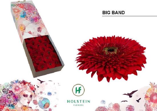 DutchFlowers - Boeket - 50x Gerbera gerponi big band 40cm | bol
