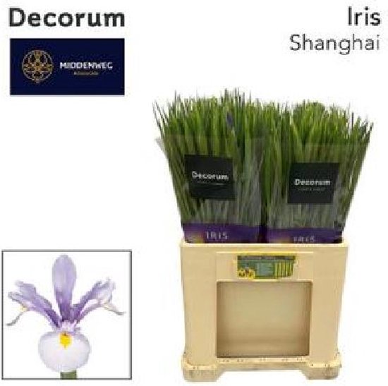 DutchFlowers - Boeket - 50x Iris shanghai 60cm | bol