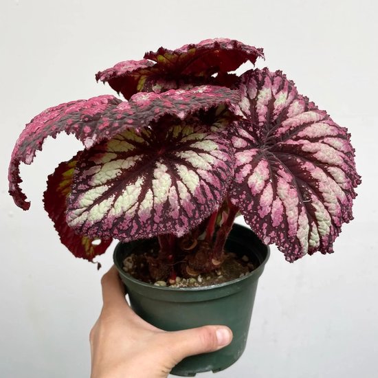 Begonia rex Fireworks ↨ 25cm - hoge kwaliteit planten | bol
