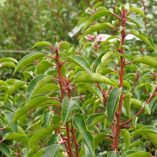 Portugese laurier - Prunus lusitanica 'Angustifolia' - 40-50 cm | bol