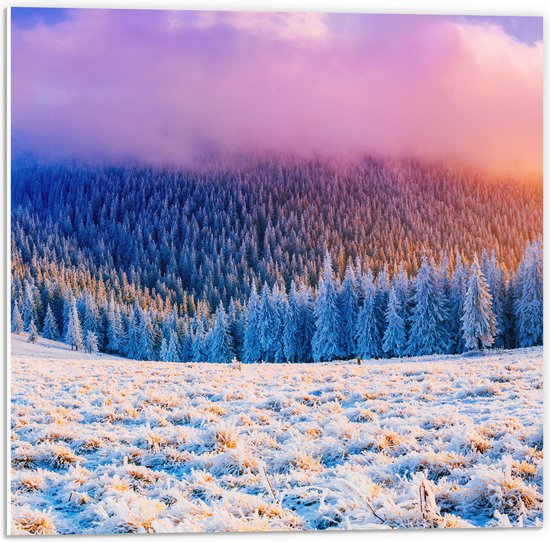 PVC Schuimplaat - Dichtbegroeid Bos in Besneeuwd Landschap - 50x50 cm ...