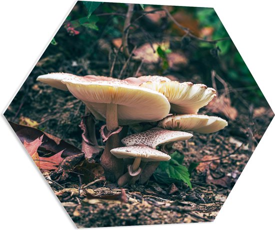 PVC Schuimplaat Hexagon - Paddenstoelen - Bladeren - Planten - Zand ...