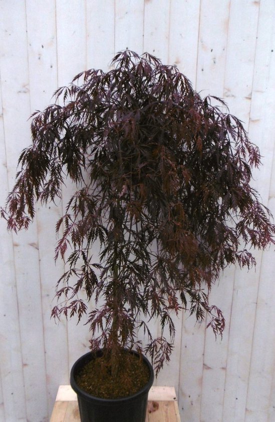 Japanse esdoorn rood blad stamhoogte 80 cm | bol
