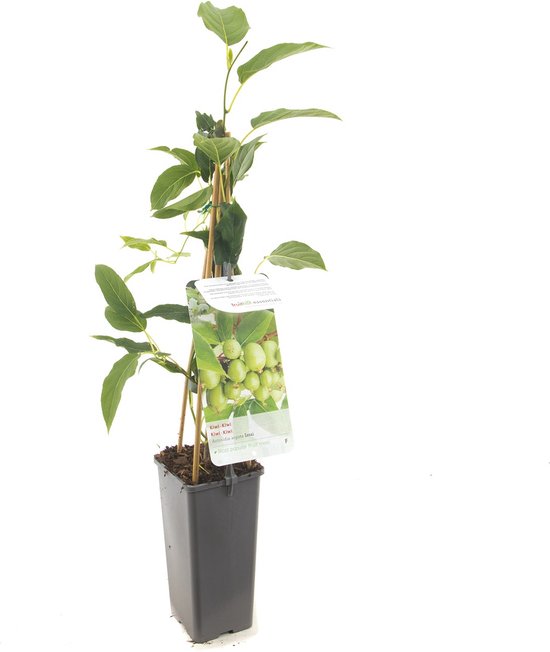 Kiwi plant Actinidia arguta Issai - zelfbestuivende mini kiwi ...