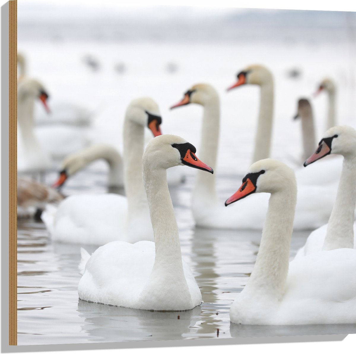 Hout - Groep Witte Zwanen Dobberend op het Meer op Grauwe Dag - 80x80 ...