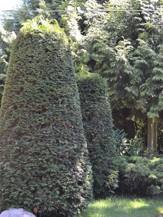Venijnboom Taxus baccata 120-140 cm in Pot, 30x Haagplant | bol
