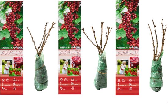 NatureNest - Rode bes - Ribes rubrum - 3 stuks - 30-38 cm | bol