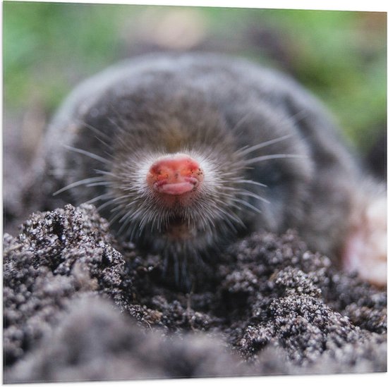Vlag - Mol met een rode neus komt uit de aarde - 80x80 cm Foto op ...