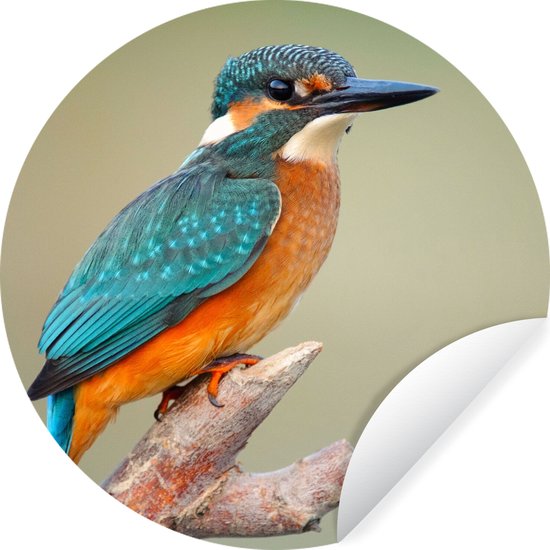 WallCircle - Muurstickers - Behangcirkel - Vogel - IJsvogel - Tak - 100x100 cm -... | bol