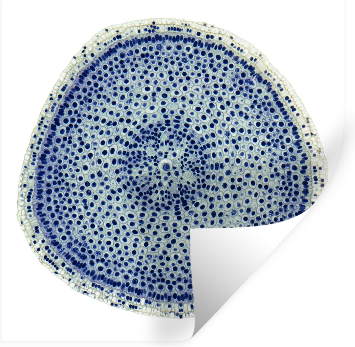 Muurstickers - Sticker Folie - Cellen in een ui - 30x30 cm - Plakfolie ...