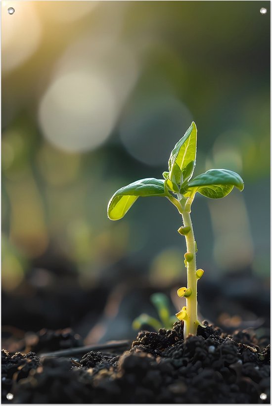 Plant poster - Flora poster - Tuinposters Aarde - Wanddecoratie tuin ...