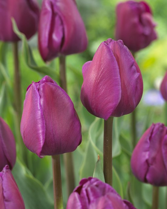 Tulp Negrita | 10 stuks | Tulpenbollen | bol
