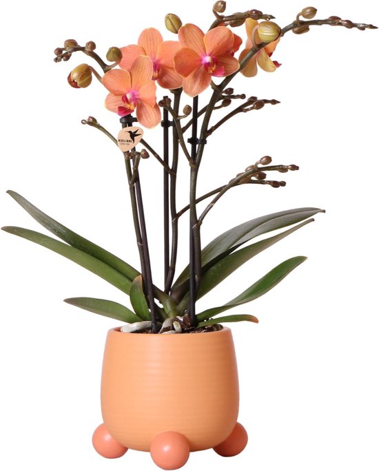 Vlinder Orchidee Mineral Bolzano , Kleur Oranje, Rolling Peach Pot ...