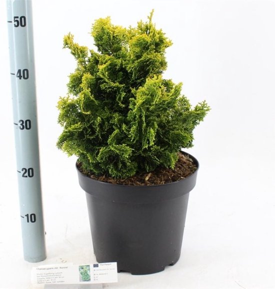 Chamaecyparis obtusa 'Aurora' - 7 liter pot -.5 25-30 cm | bol