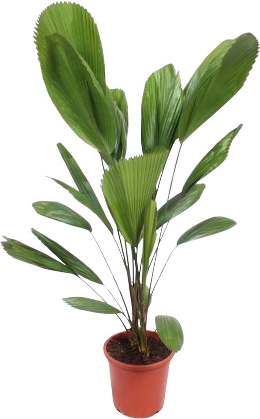 Palas-palm Licuala Grandis - 90 cm - ø27 - Tropische kamerpalm | bol