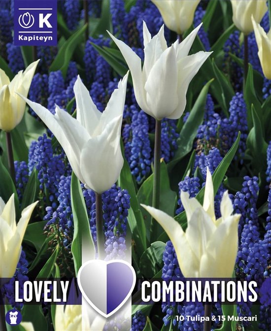 Witte tulp & blauwe muscari mix - Tulipa 'White' & Muscari 'Blue' - 10 ...