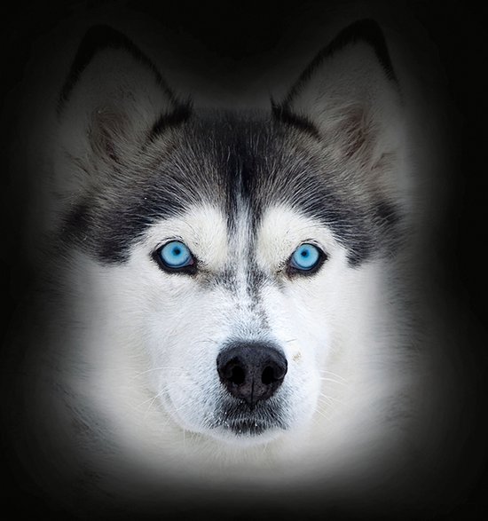 2 X ****Viyo+ imune voor honden 7 zakjes .. ..Gezond en lekker ...