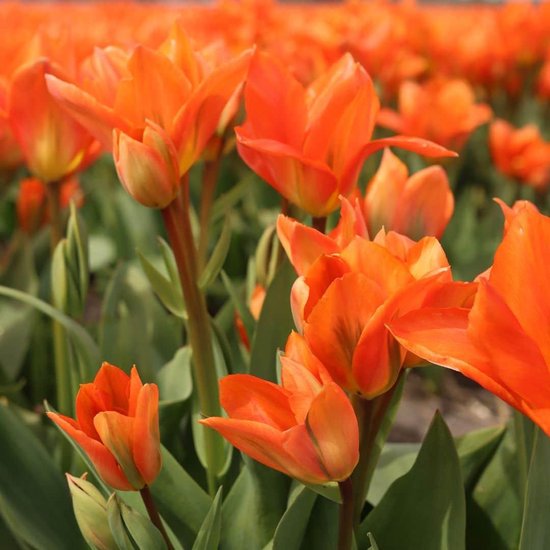 Tulpenbol voor Orange Emperor Tulp | Set van 15 bloembollen voor oranje ...