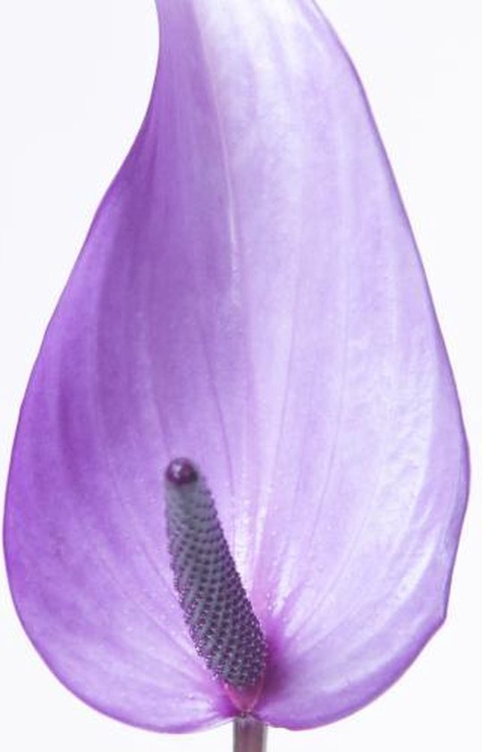 DutchFlowers - Boeket - 16x Anthurium previa | bol