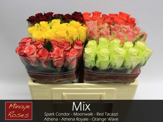 DutchFlowers - Boeket - 60x Rosa mix vast minaye 40cm | bol