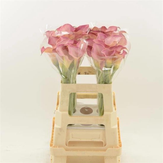 DutchFlowers - Boeket - 10x Calla call aruna 60cm | bol