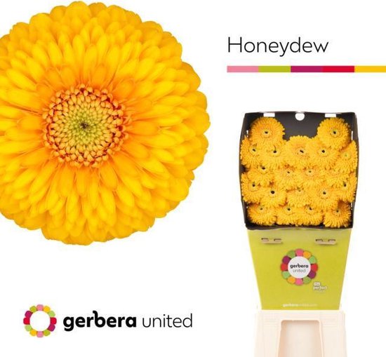 DutchFlowers - Boeket - 20x Germini pomponi honeydew 70cm | bol