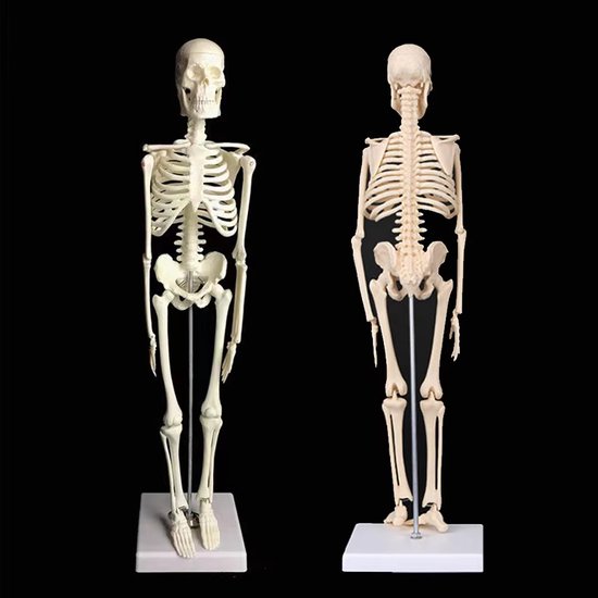 Miniatuur Menselijk Skelet Anatomisch Model – Educatieve Decoratie en Verzamelstuk (45... | bol