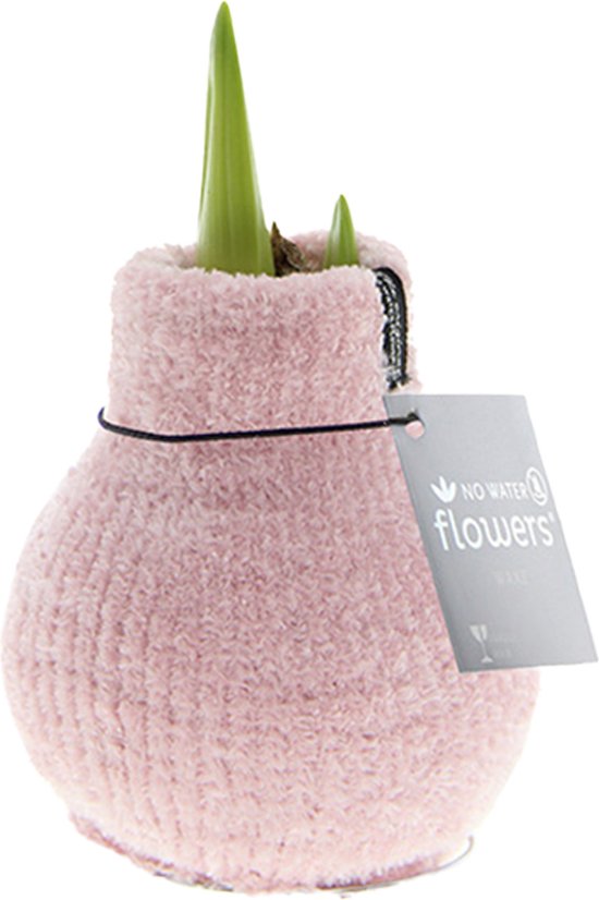 Bloomique - Amaryllis Bol in Wax - Cozy Roze - Bloembol - No Water ...