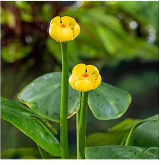 Moerings Nuphar Lutea | Gele plomp | In 11CM pot | bol