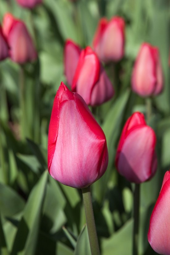 100x Tulpen 'Van eijk' - BULBi® bloembollen en planten met ...