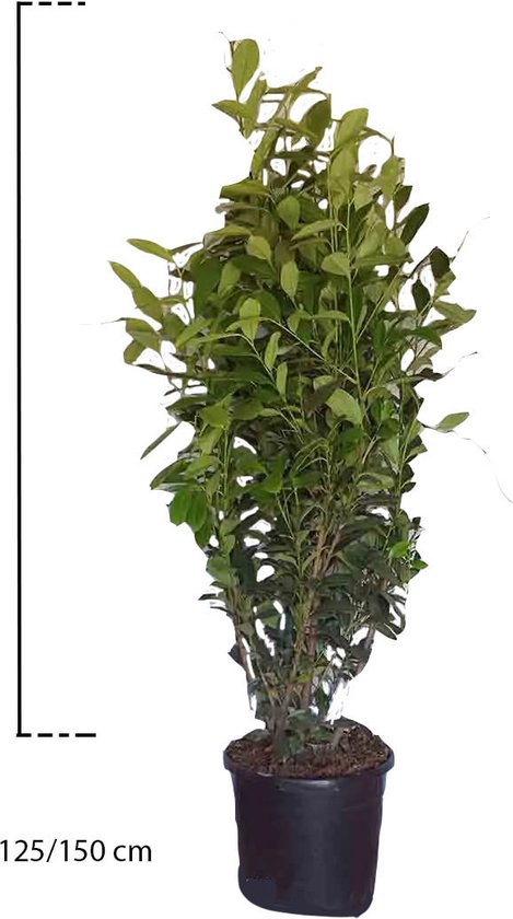 Plants Online BV - Planten - Set van 10 - Laurier 'Elly' - Pot 125-150 ...