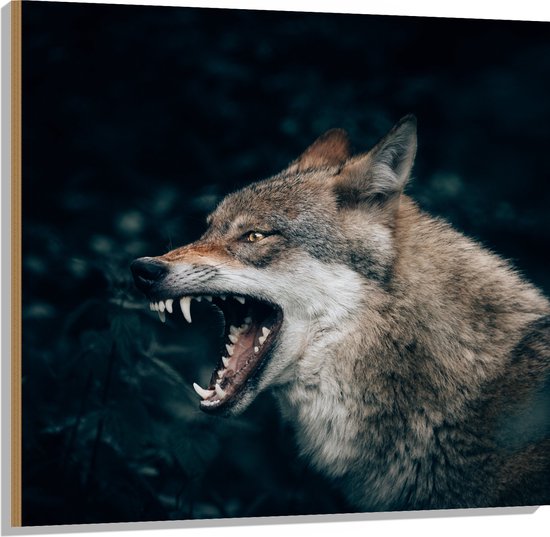 WallClassics - Hout - Grote Boze Wolf - 100x100 cm - 12 mm dik - Foto ...