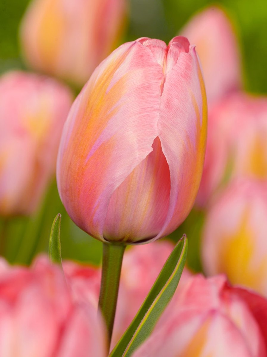 100x Tulipes ' Design impression' - BULBi® Bulbes de fleurs avec ...