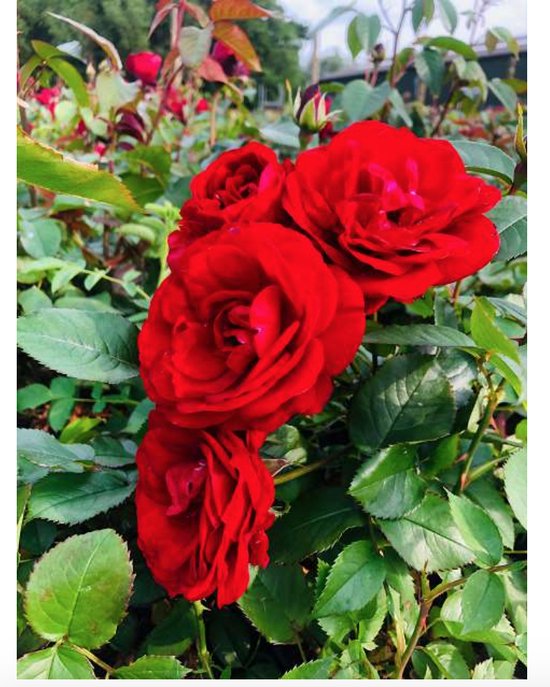 Rosa 'Europeana' - Roos in pot | bol