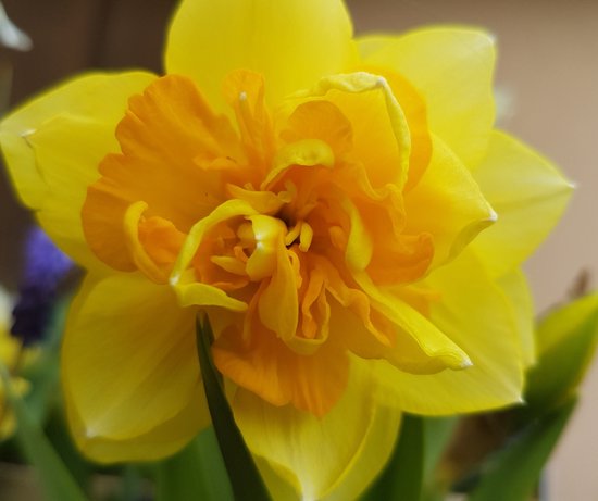 Narcis Apotheose - 20 Narcissen - Narcissus - Voorjaarsbloeiers ...