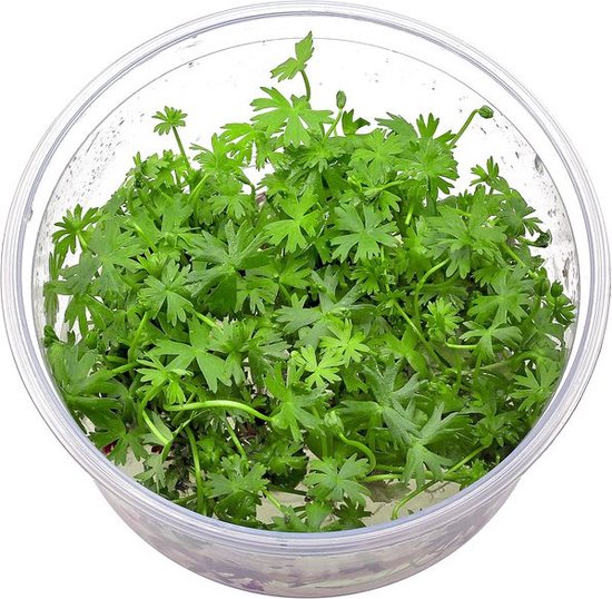 Ranunculus Papulentus In Vitro - 3 Pièces Plantes d'Aquarium Vivantes ...