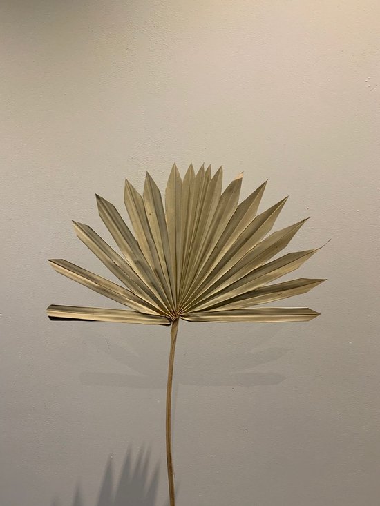 Palmblad sun | bol.com