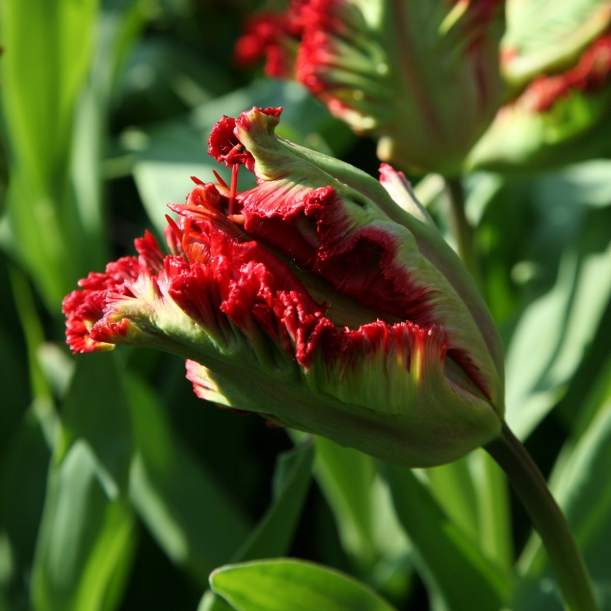 Tulp Exotic Parrot | bol.com