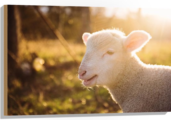 WallClassics - Hout - Schaap met Zonlicht - 90x60 cm - 12 mm dik - Foto ...