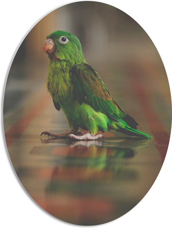 WallClassics - PVC Schuimplaat Ovaal - Kleine Groene Parkiet Vogel ...