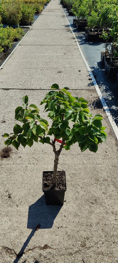 Prunus armeniaca - mini-abrikoos - dwerg abrikozenboom - 5 liter pot ...