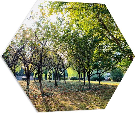 WallClassics - PVC Schuimplaat Hexagon - Kleine Bomen met Grote Boom in ...