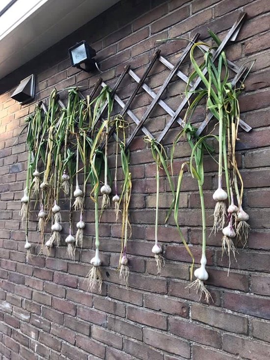 Tuin de Bruijn® Plant knoflook rood - 3 bollen plantknoflook - zelf ...