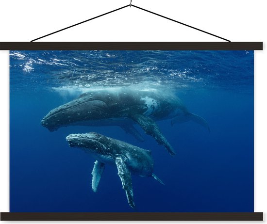 Baleine à bosse avec son veau dans l'océan Pacifique affiche ...