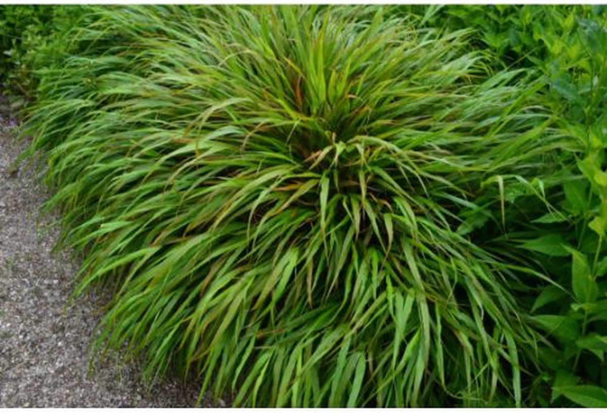 12x Hakonechloa macra – Japans Berggras in P9 pot met planthoogte 5 ...