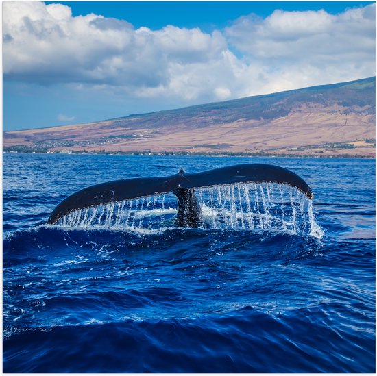 WallClassics - Poster (Mat) - Walvis Staart in de Zee - 80x80 cm Foto ...